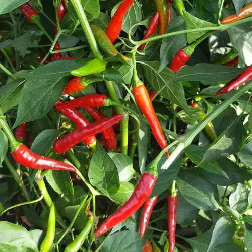 Thai Dragon Chilli - Theseedstore.pl